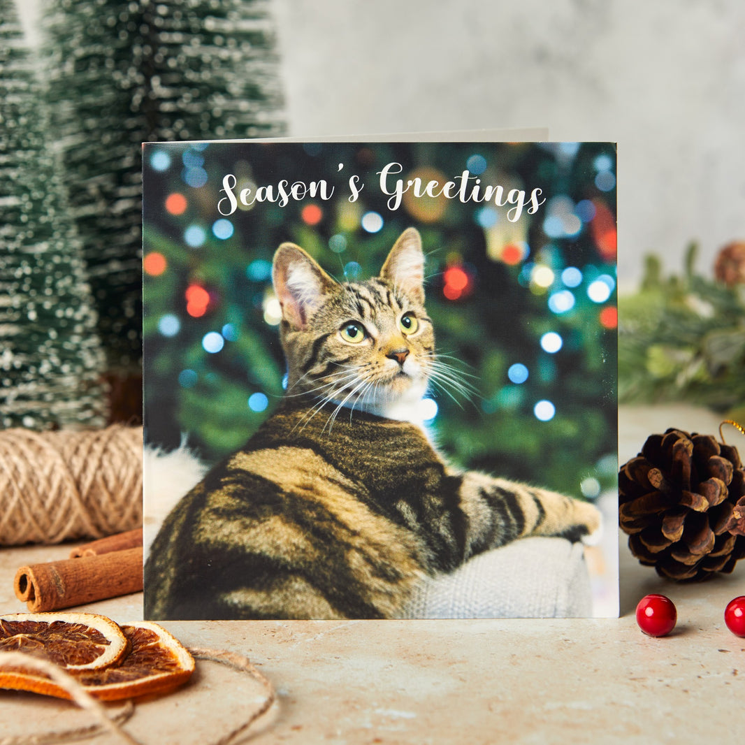 Cats Protection Christmas Cards | Cat Christmas Card Packs – Cats ...